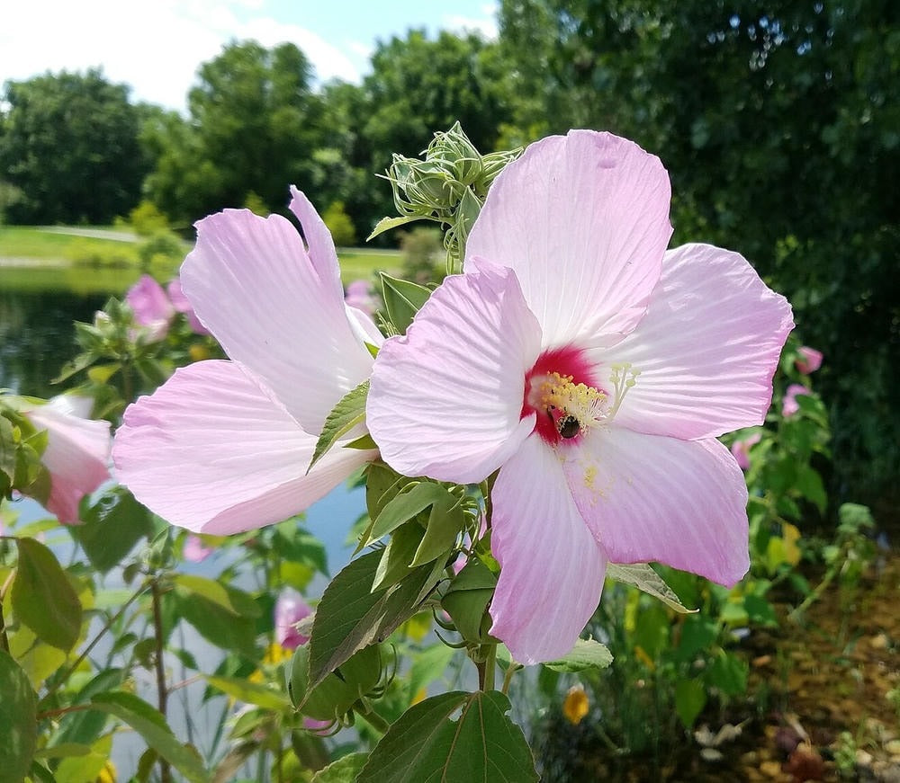 Hibiscus moscheutos Swamp Rose Mallow Native Seeds for Sale – Native BEE-Ginnings