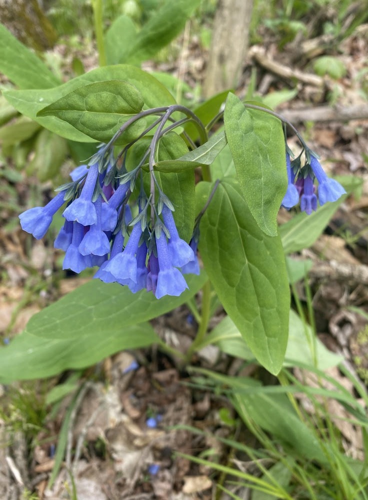 Mertensia virginica Virginia Bluebells Native Seeds for Sale – Native BEE-Ginnings
