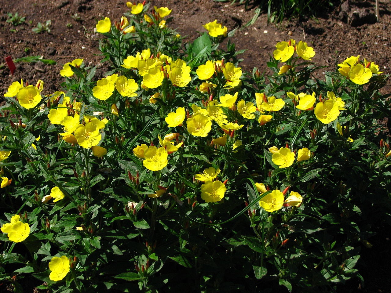 Oenothera fruticosa Narrowleaf Evening Primrose Native Seeds for Sale – Native BEE-Ginnings