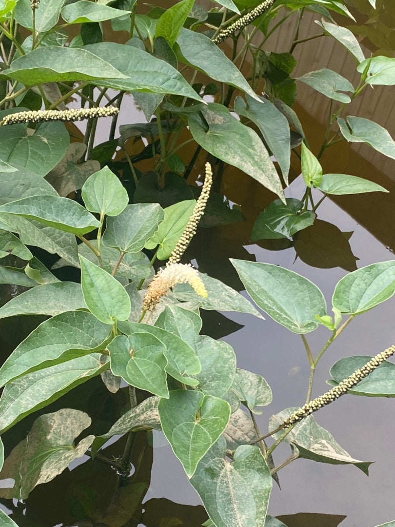 Saururus cernuus Lizard's Tail Native Seeds for Sale – Native BEE-Ginnings