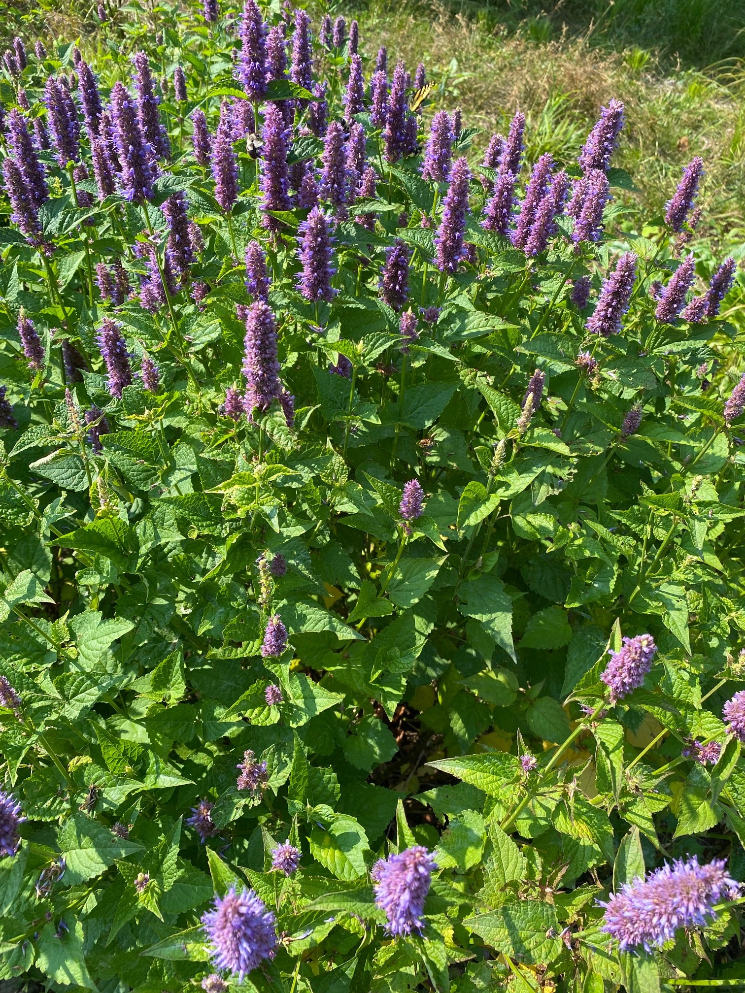 Agastache foeniculum Anise Hyssop Native Seeds for Sale – Native BEE ...