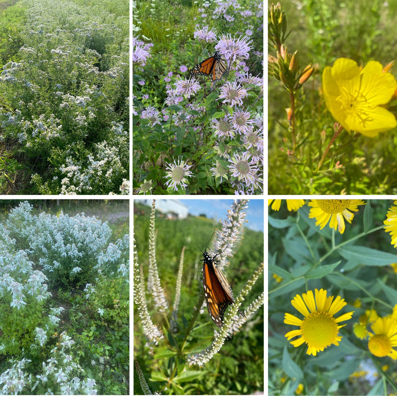 Fast Track Native Wildflower Seed Mix – Native BEE-Ginnings