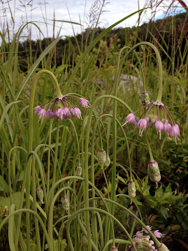 Allium cernuum Nodding Wild Onion Native Seeds for Sale – Native BEE ...