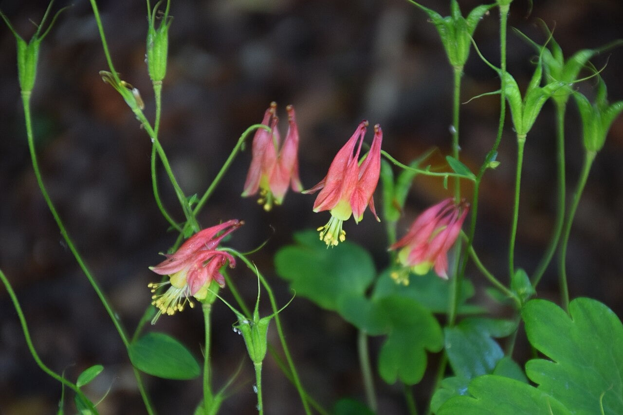 Aquilegia canadensis Red Columbine Native Seeds for Sale – Native BEE ...