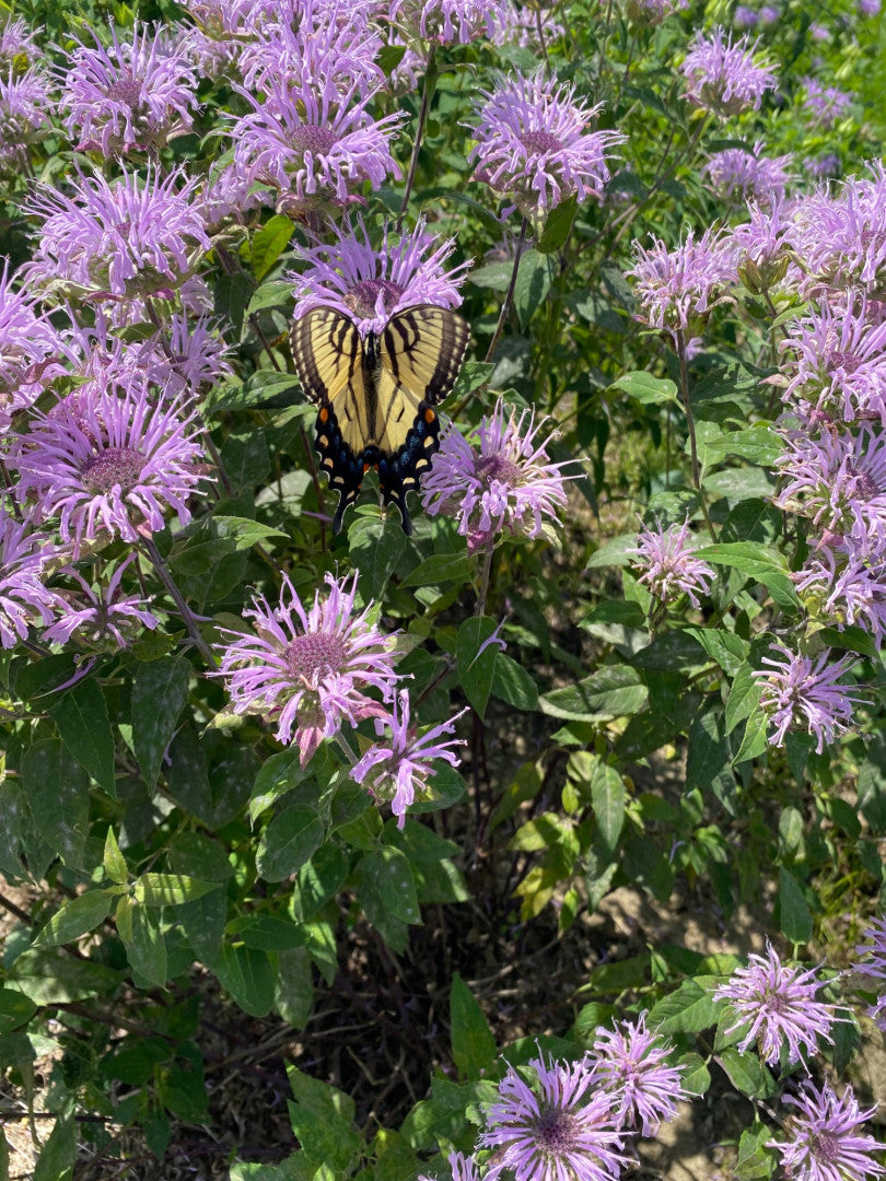 Monarda fistulosa Wild Bergamot Native Seeds for Sale – Native BEE-Ginnings