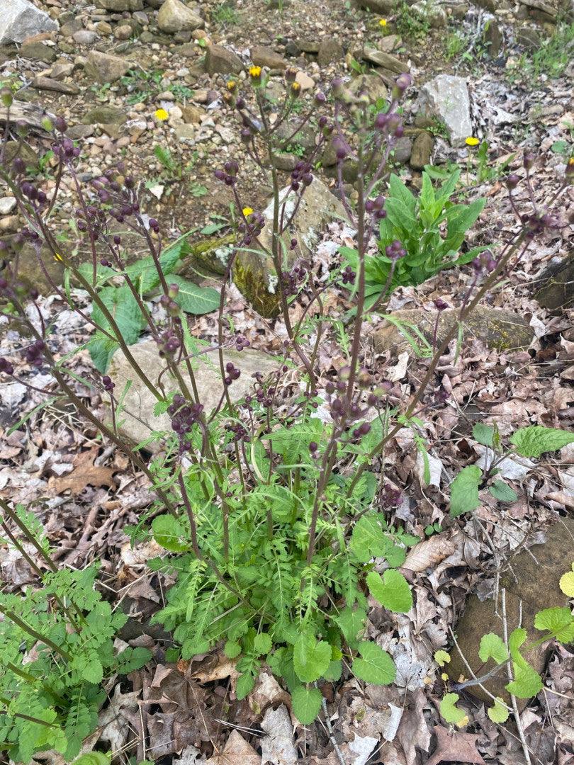 Packera aurea Golden Ragwort Native Seeds for Sale – Native BEE-Ginnings