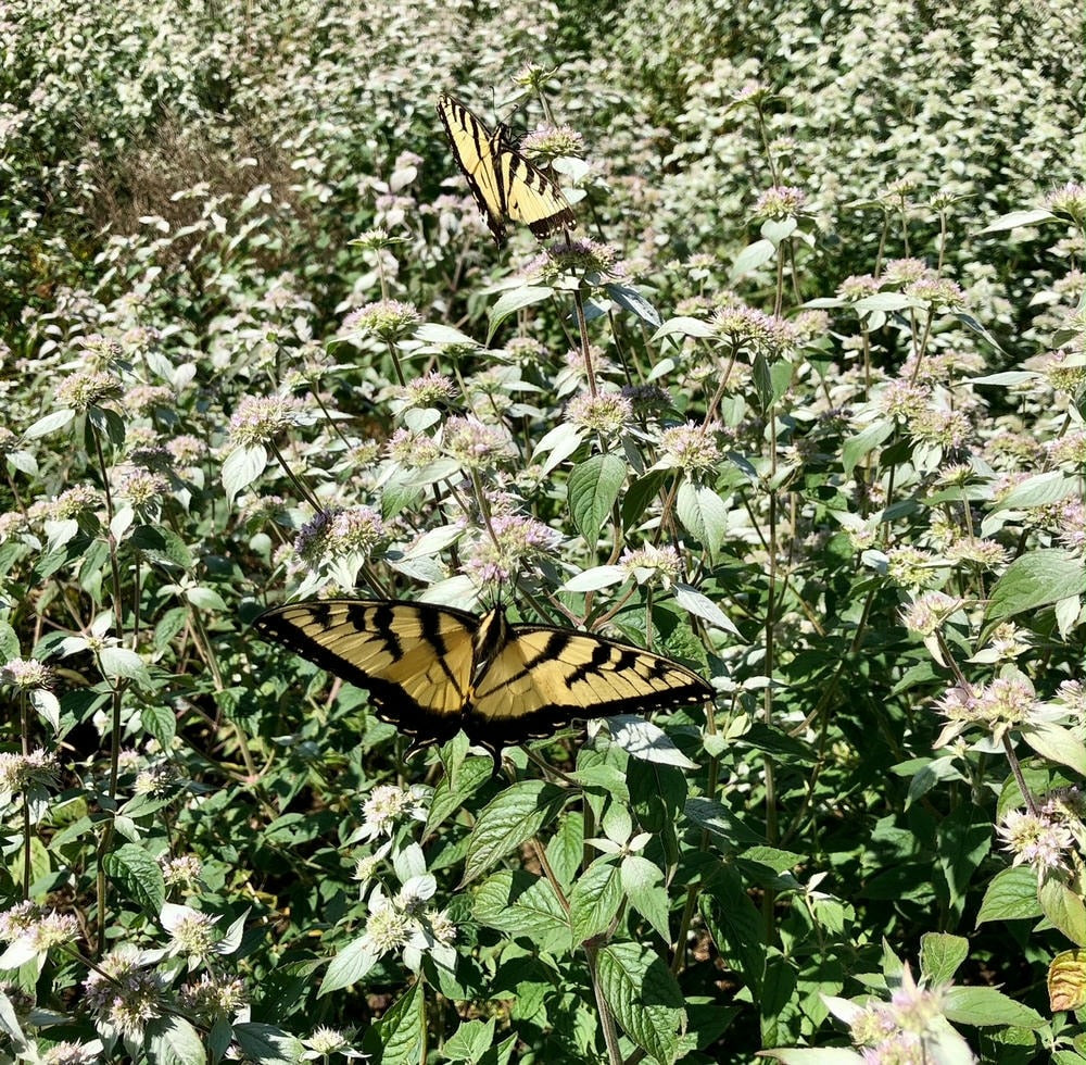 Pycnanthemum incanum Hoary Mountain Mint Native Seeds for Sale – Native ...